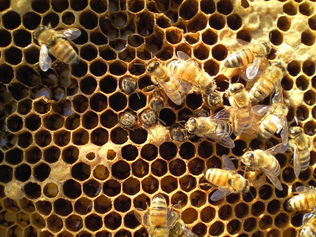 Loosing another hive. Wax moth larvae found, also one small hive beetle. | Beesource Beekeeping ...